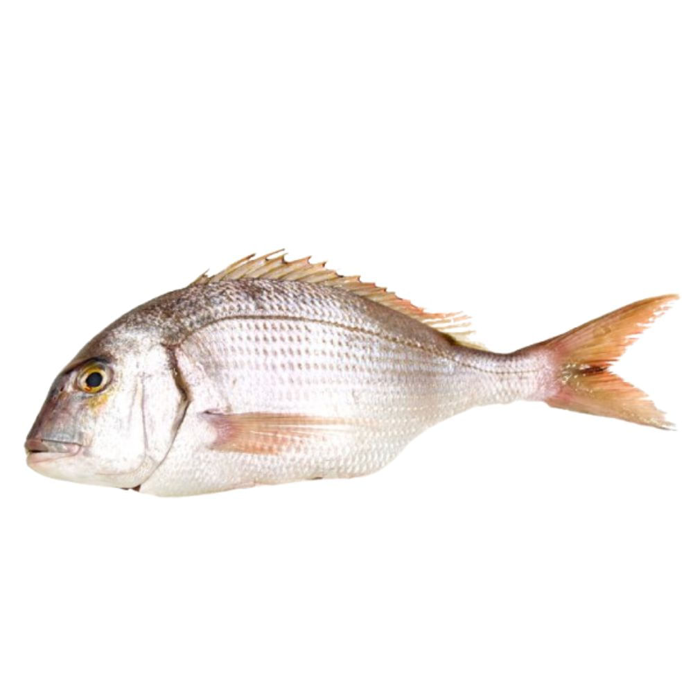 Pargo Inteiro Fresco Mambo Kg |Mambo Supermercado São Paulo - Mambo ...